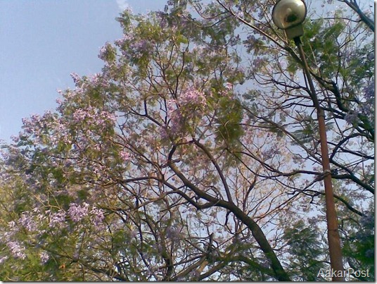 शिरिष को फूल